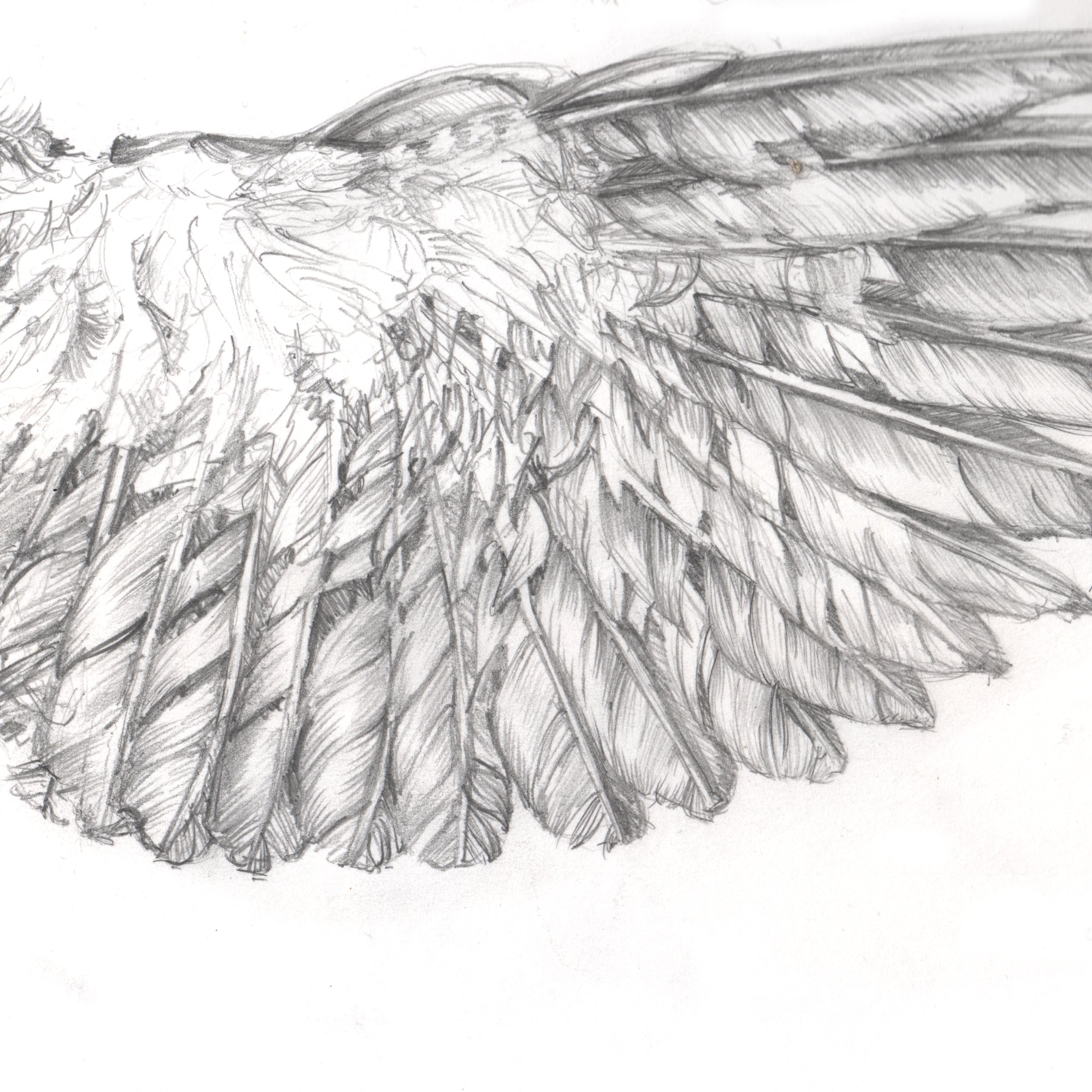 Robin Wing Spread – LeeAngold